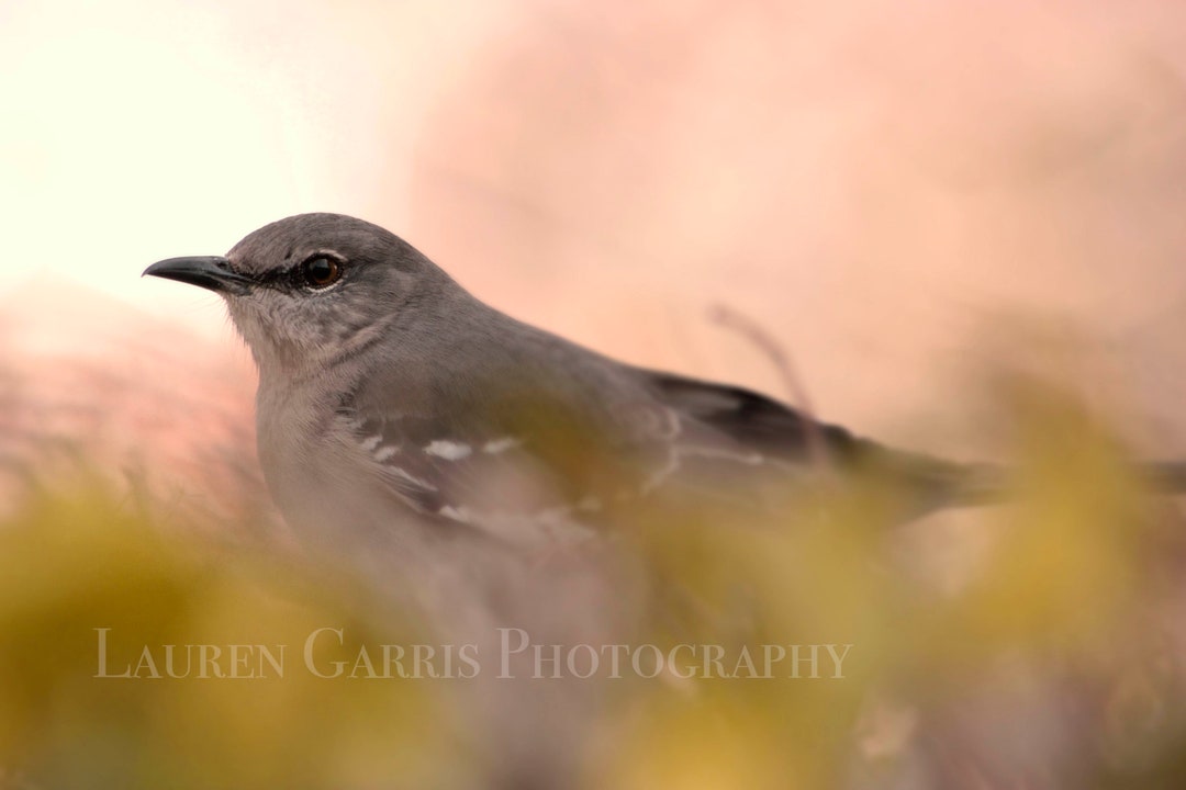 Songbird - Bird Photography, Color Nature Photography, Home Decor - Etsy
