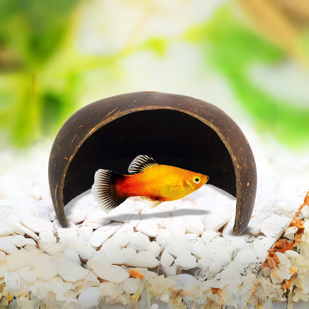 Coconut Shell Aquarium Cave: Natural Fish Hideaway - Etsy