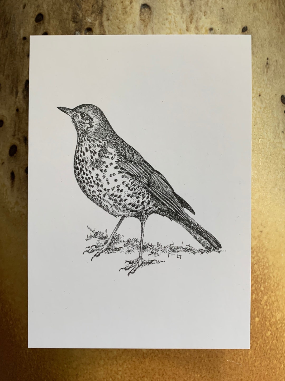 Postcard Mistle Thrush Pen Drawing - Etsy