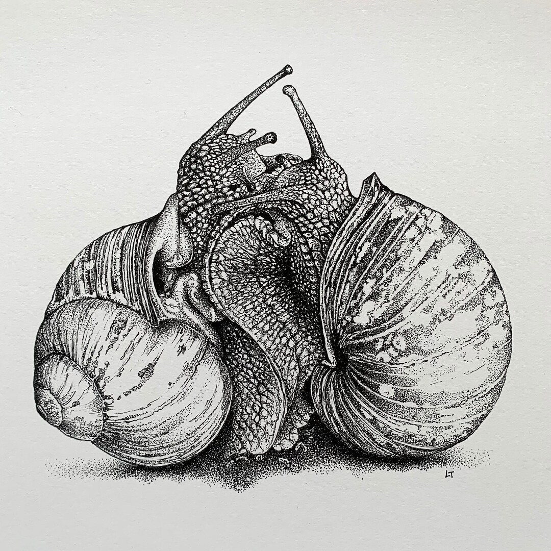 Poster Snails Pen Drawing Print - Etsy