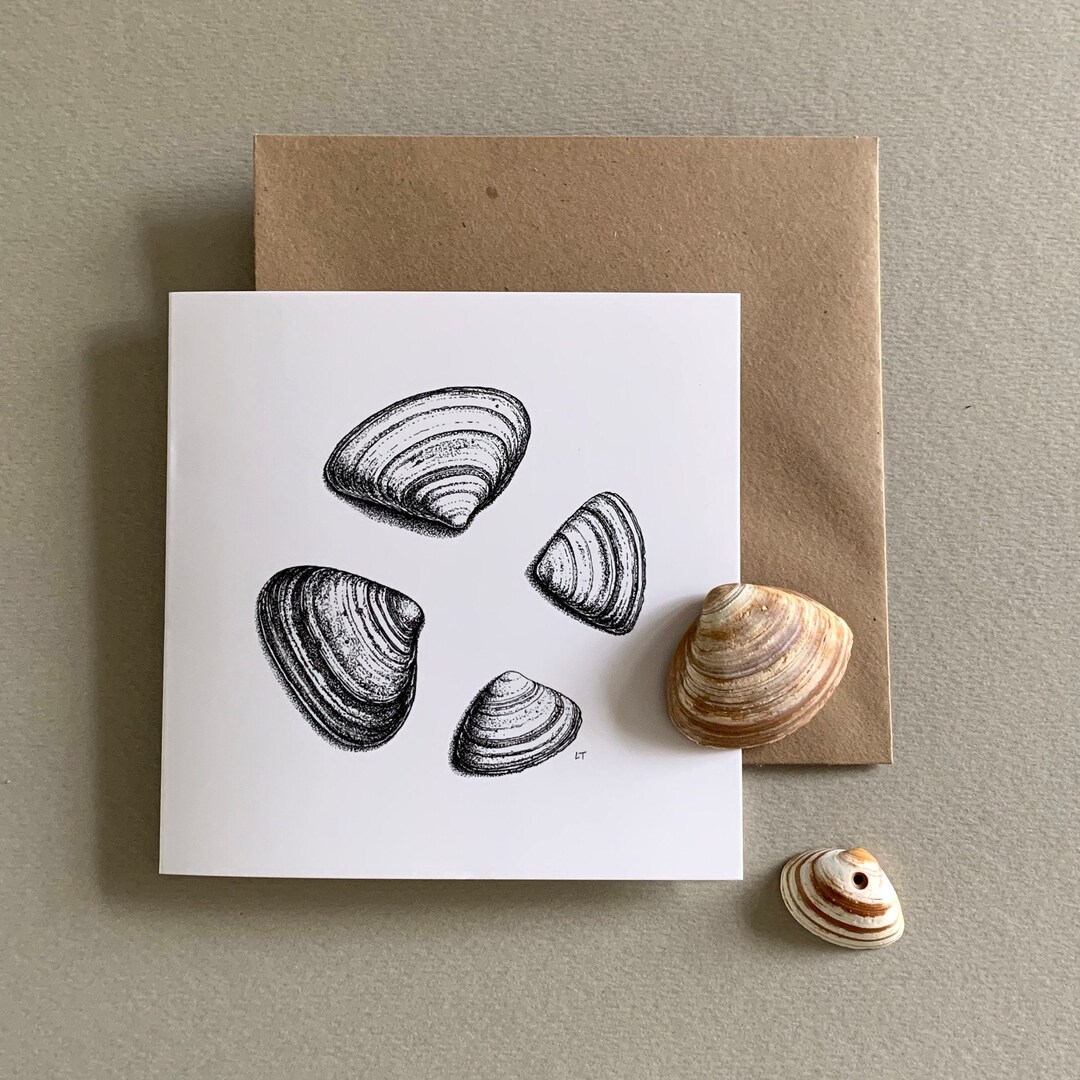 Postcard North Sea Shell incl. Envelope - Etsy