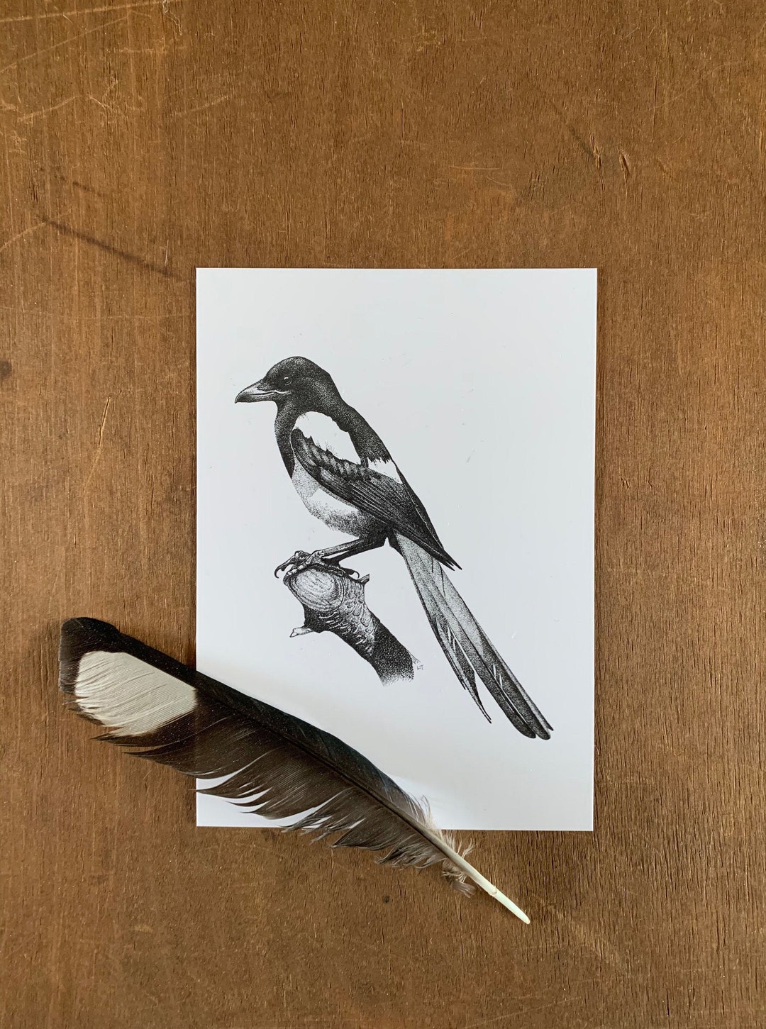 Postcard Magpie Pen Drawing - Etsy