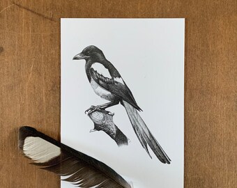 Magpie Drawing - Etsy