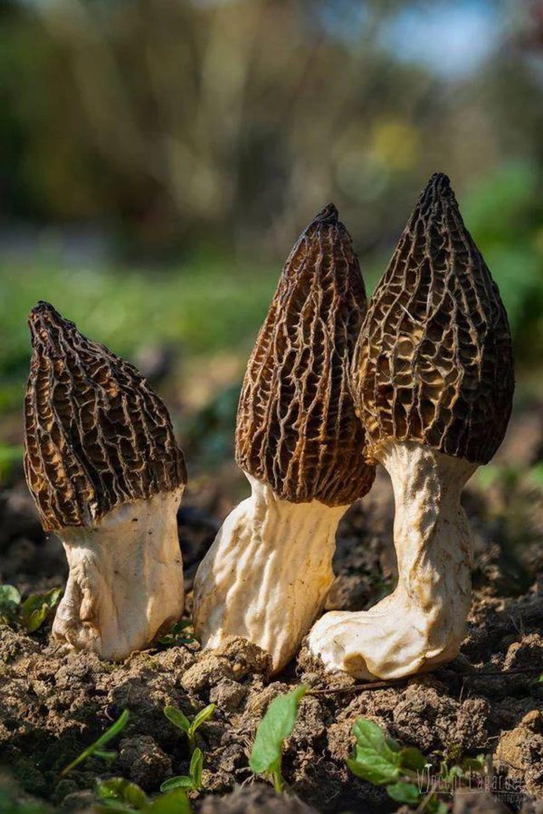 Mycélium de Morilles Coniques 15 ml – Jusqu'à 1,5L | Culture Facile ...