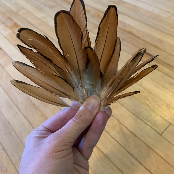 Hen Feathers - Etsy