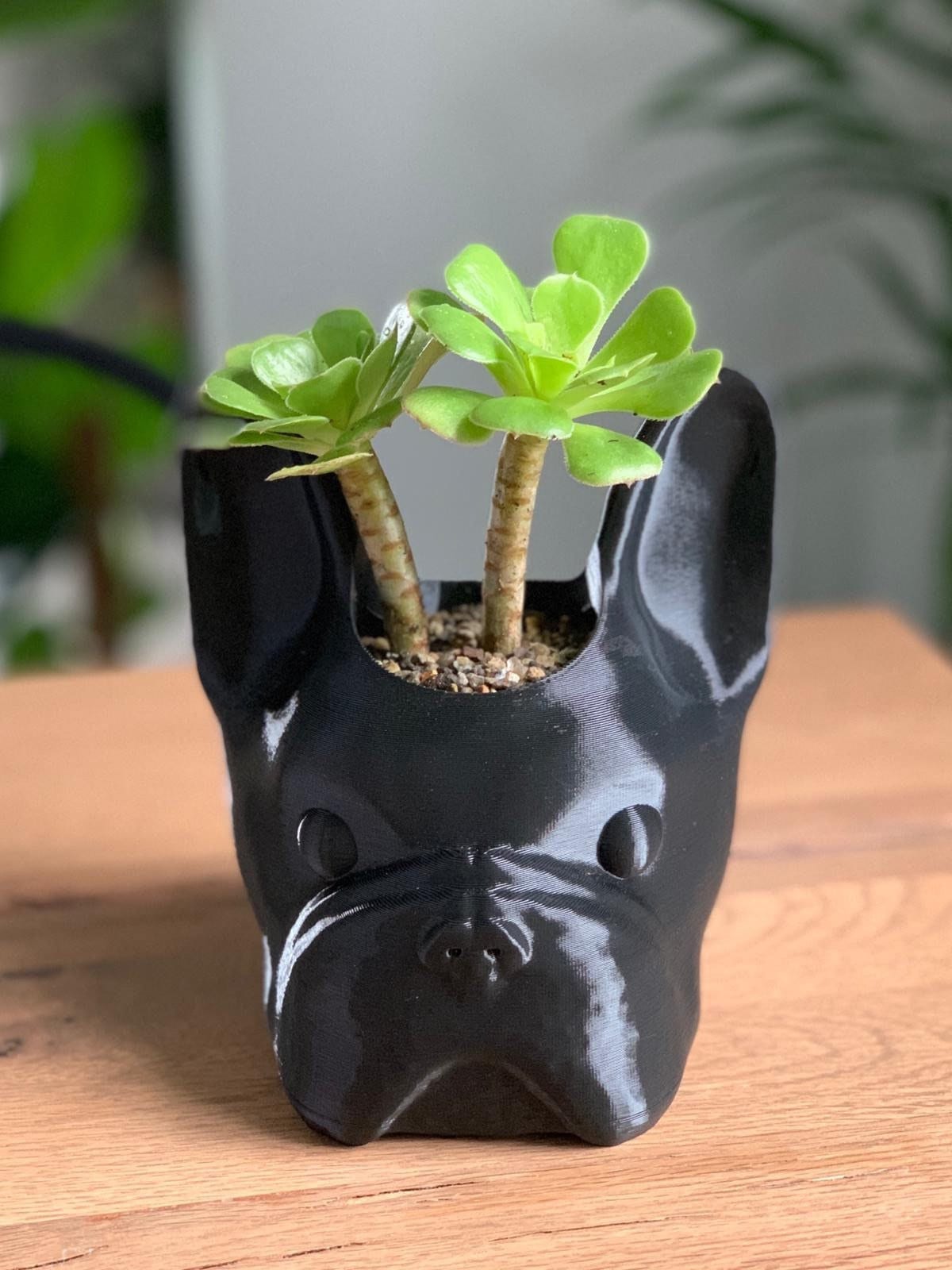 French Bulldog Planter French Bulldog Head Frenchie Planter - Etsy