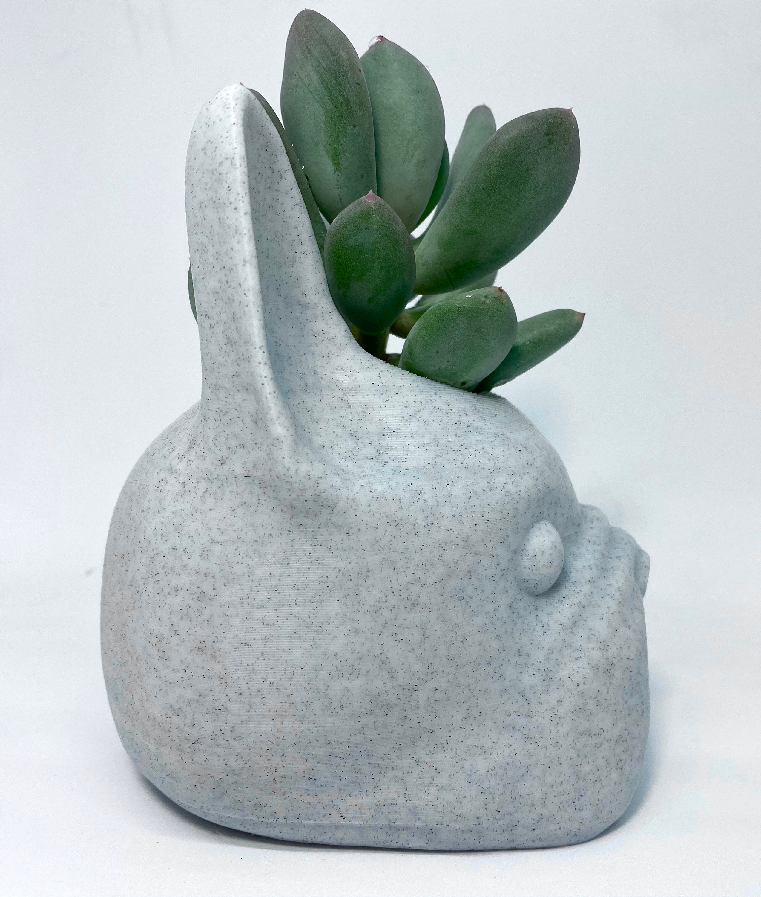 French Bulldog Planter French Bulldog Head Frenchie Planter - Etsy