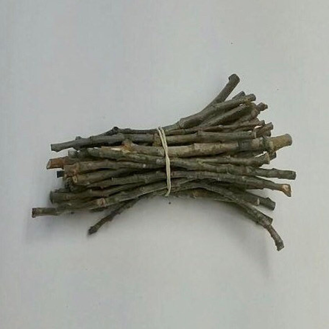 Lot of 30 Poplar Wood Chew Sticks - Chinchillas - Etsy