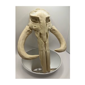 Mythosaur Skull Fan Art | 3D Printed | Primal Taxidermy Skull - Wall ...
