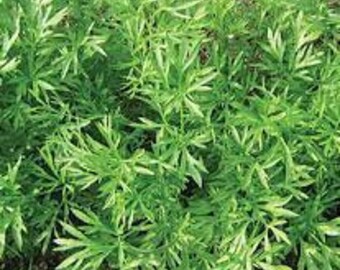 Organic Cilantro Plant - Etsy