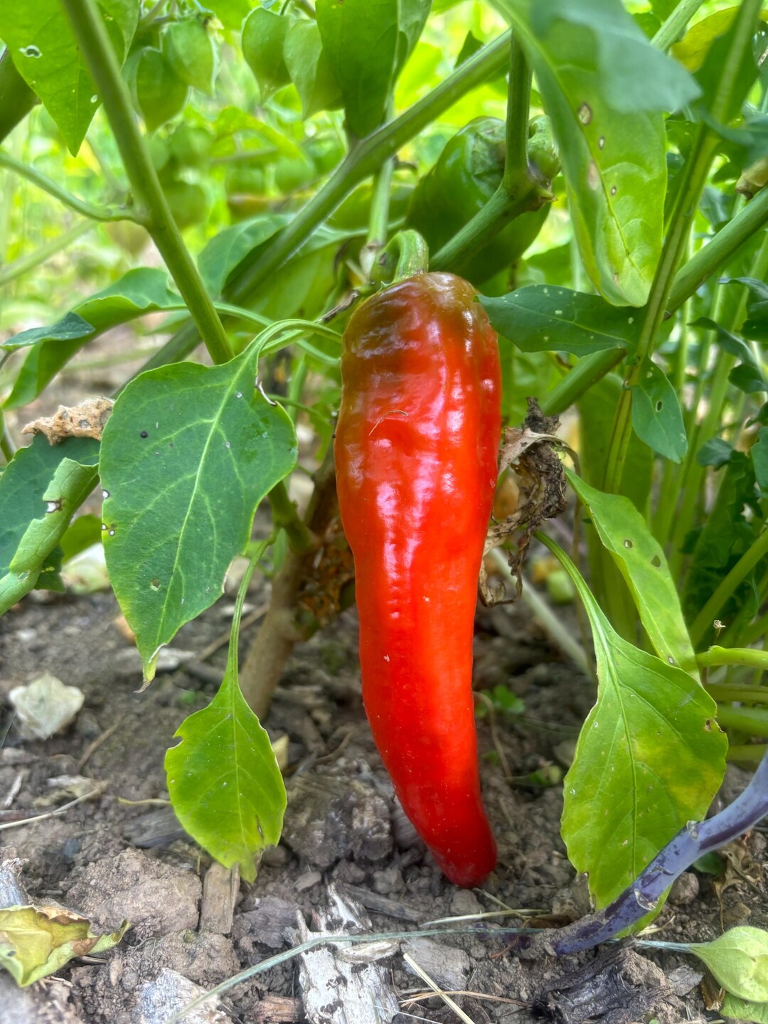 20+ Chili Pepper Seeds “cayanna,” Veganic (vegan & Organic), Open ...