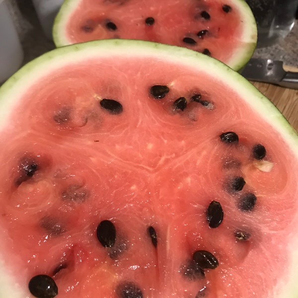 Giant Watermelon Seeds - Etsy
