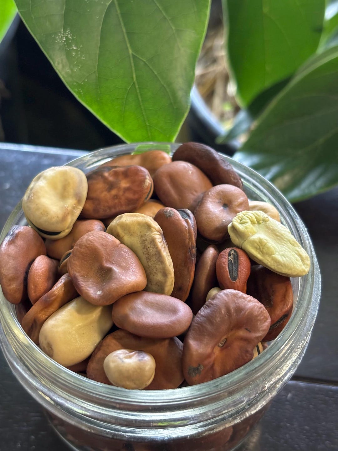 20+ Fava Bean Seed Mix, Veganic (vegan & Organic), Open-pollinated, Non ...