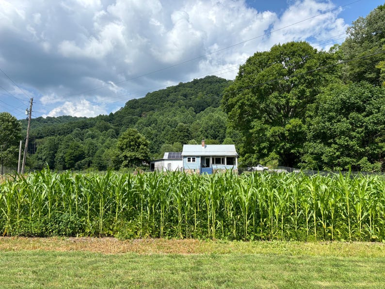 50+ Henry Moore Corn Seeds, Veganic (vegan & Organic), Heirloom, Open ...