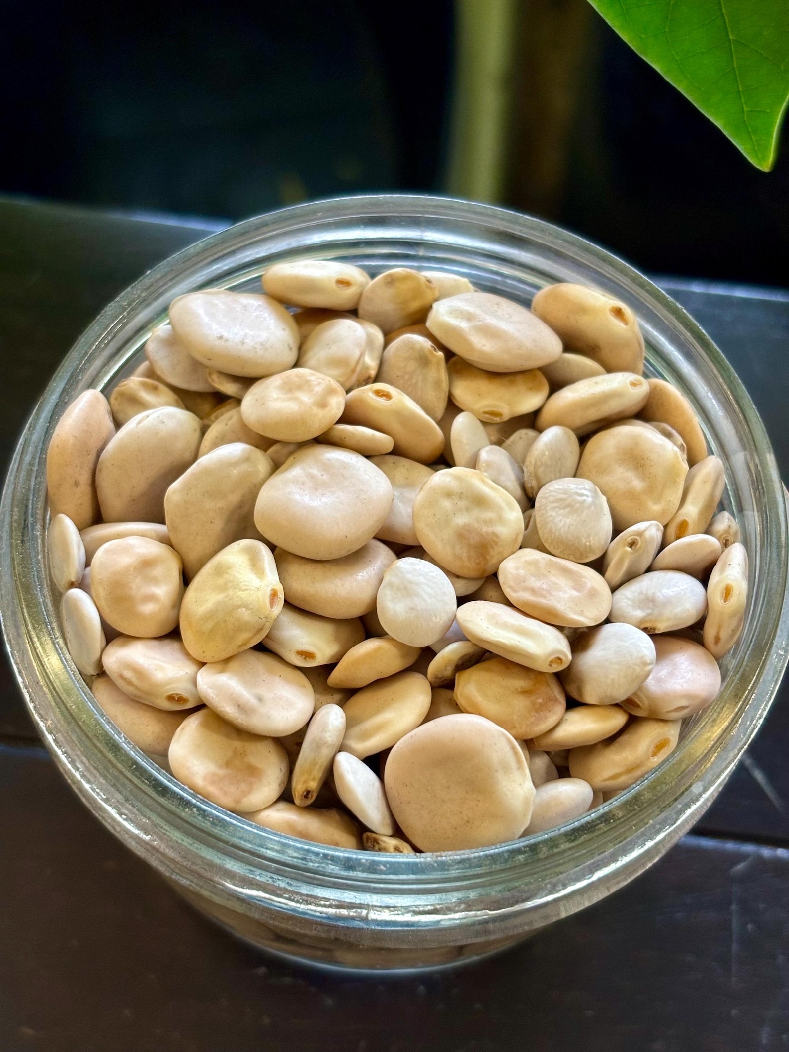 20+ Lupini Bean Seed Mix, Veganic (vegan & Organic), Open-pollinated ...