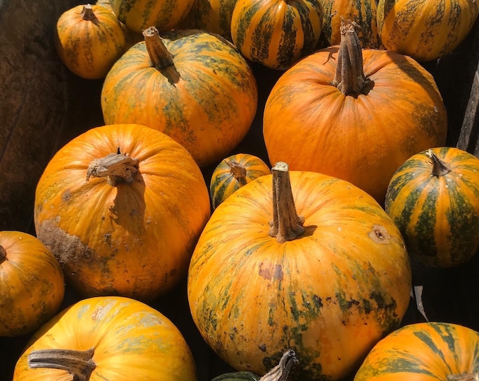Pumpkin Styrian Organic Seed 10 - Etsy