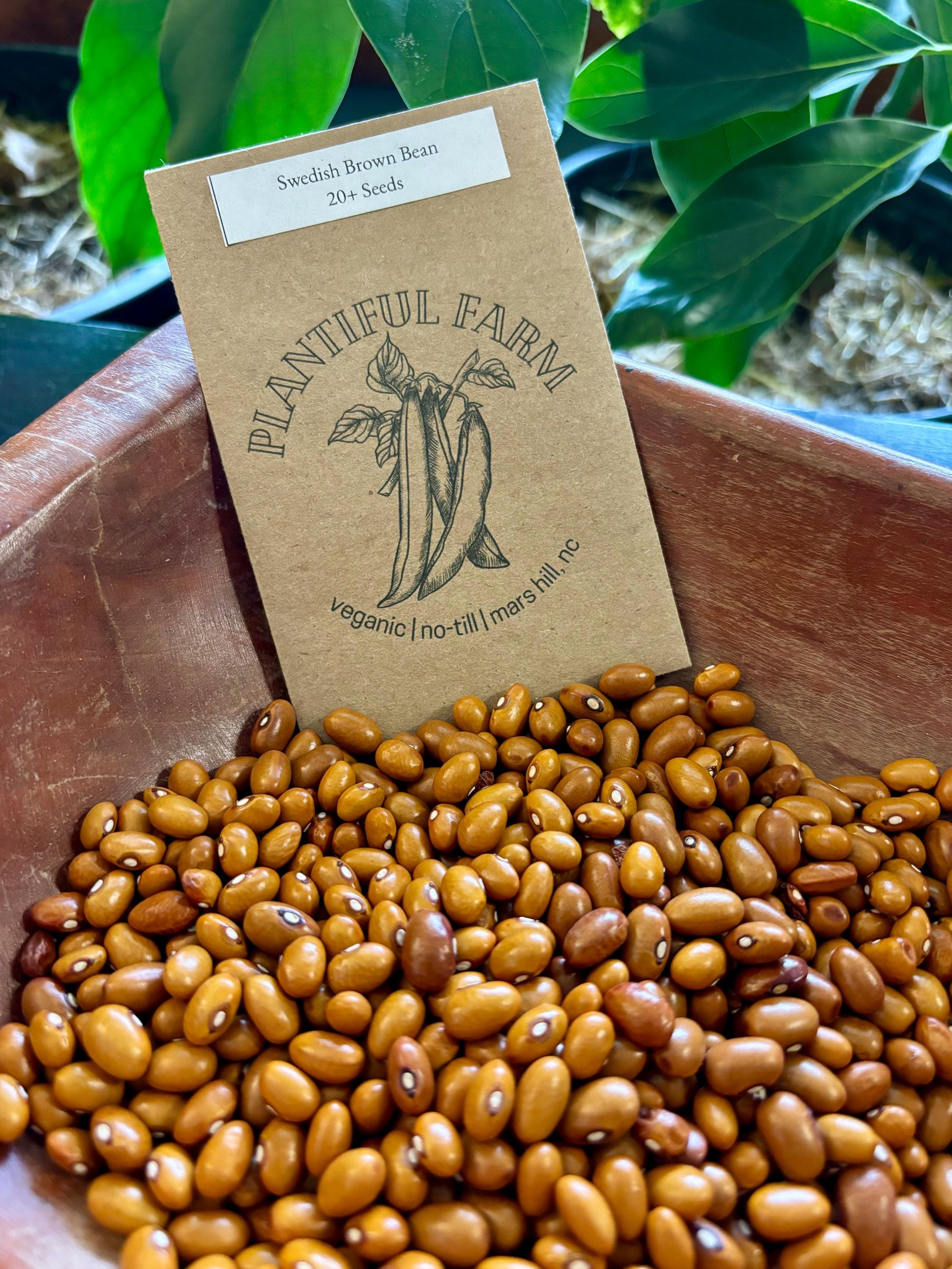 20+ Swedish Brown Dry Bush Bean Seeds, Veganic (vegan & Organic ...