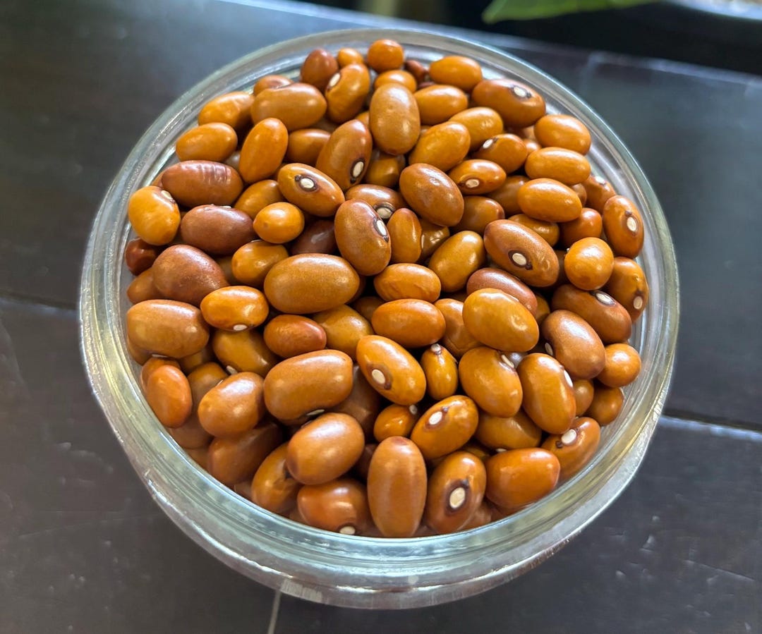 20+ Swedish Brown Dry Bush Bean Seeds, Veganic (vegan & Organic ...