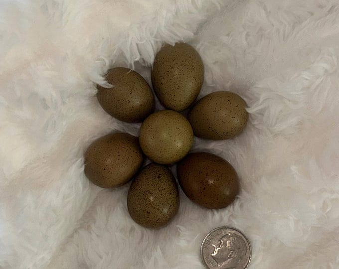 2 Dozen Fertile Button Quail Eggs - Etsy