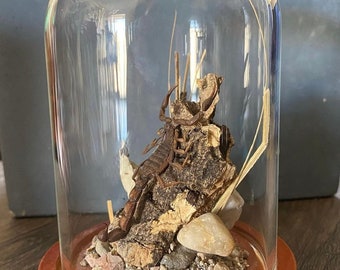 Scorpion Display - Etsy