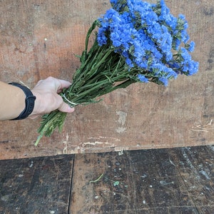Blue Statice Mix Light Blue Statice Naturally Dried Flowers Everlasting ...