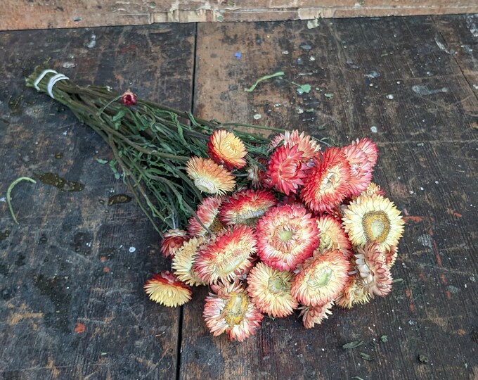 Blue Statice Mix Light Blue Statice Naturally Dried Flowers Everlasting ...