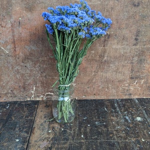 Blue Statice Mix Light Blue Statice Naturally Dried Flowers Everlasting ...