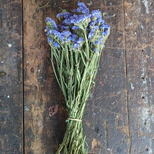 Blue Statice Mix Light Blue Statice Naturally Dried Flowers Everlasting ...