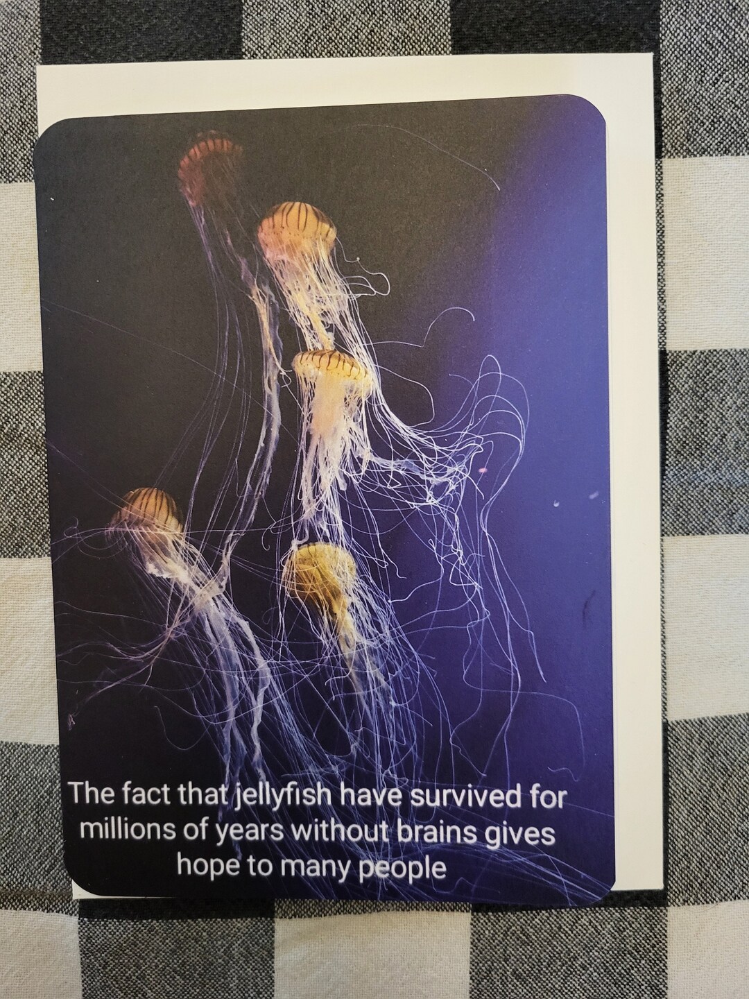Jellyfish Card, Blank Inside, Humor, Support, Friendship, Greeting Card ...