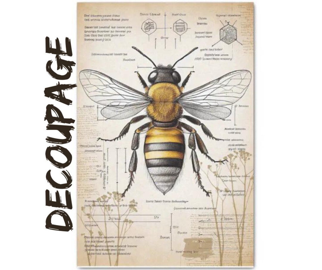 Large Decoupage Paper 20 X 30 Vintage Bee Diagram - Etsy