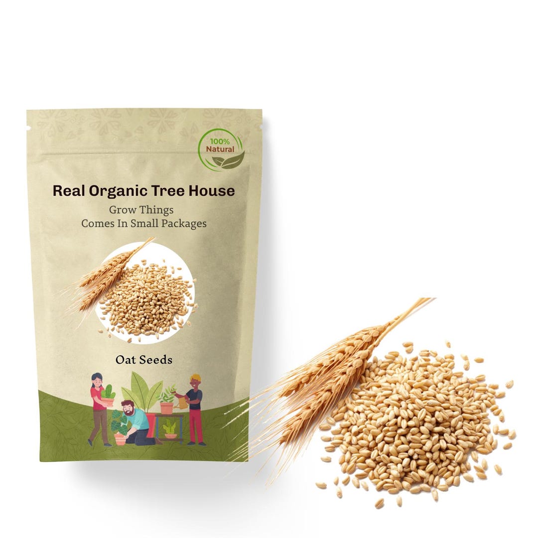 Organic Oat Groats Seeds | Weight and Energy Booster and Tasty Treat ...