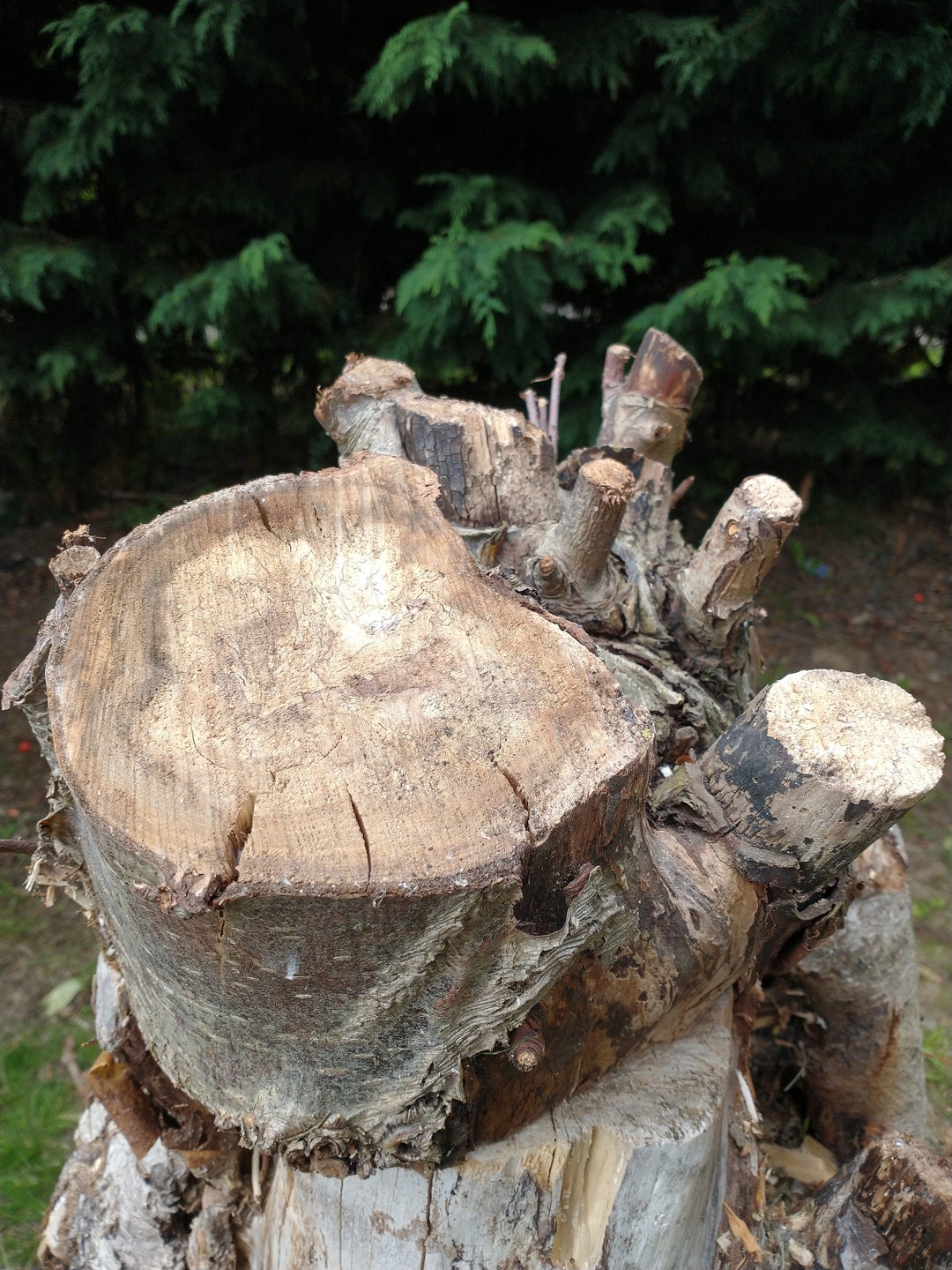 A Gnarly Piece of Seasoned Rowan Tree Wood Mountain Ash - Bug Home ...
