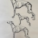 Greyhound / Whippet Machine Embroidery File, Digital Download. Sketched ...