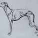 Greyhound / Whippet Machine Embroidery File, Digital Download. Sketched ...