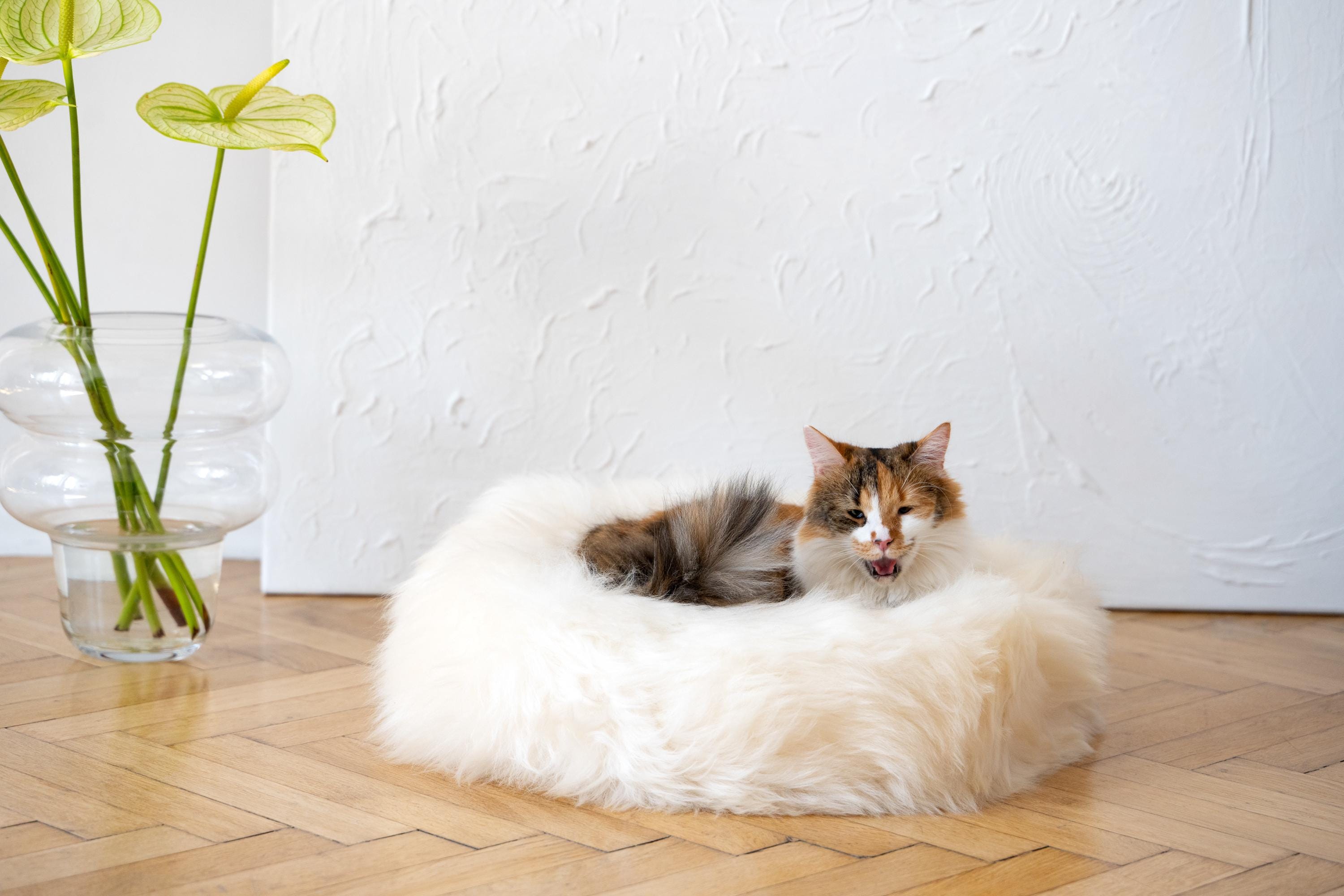 White Round Luxurious Natural Sheepskin Pet Bed Sheepskin Dog Bed Cat Bed Minimalistic Cat House Pet Furniture Choose Your Size Etsy UK