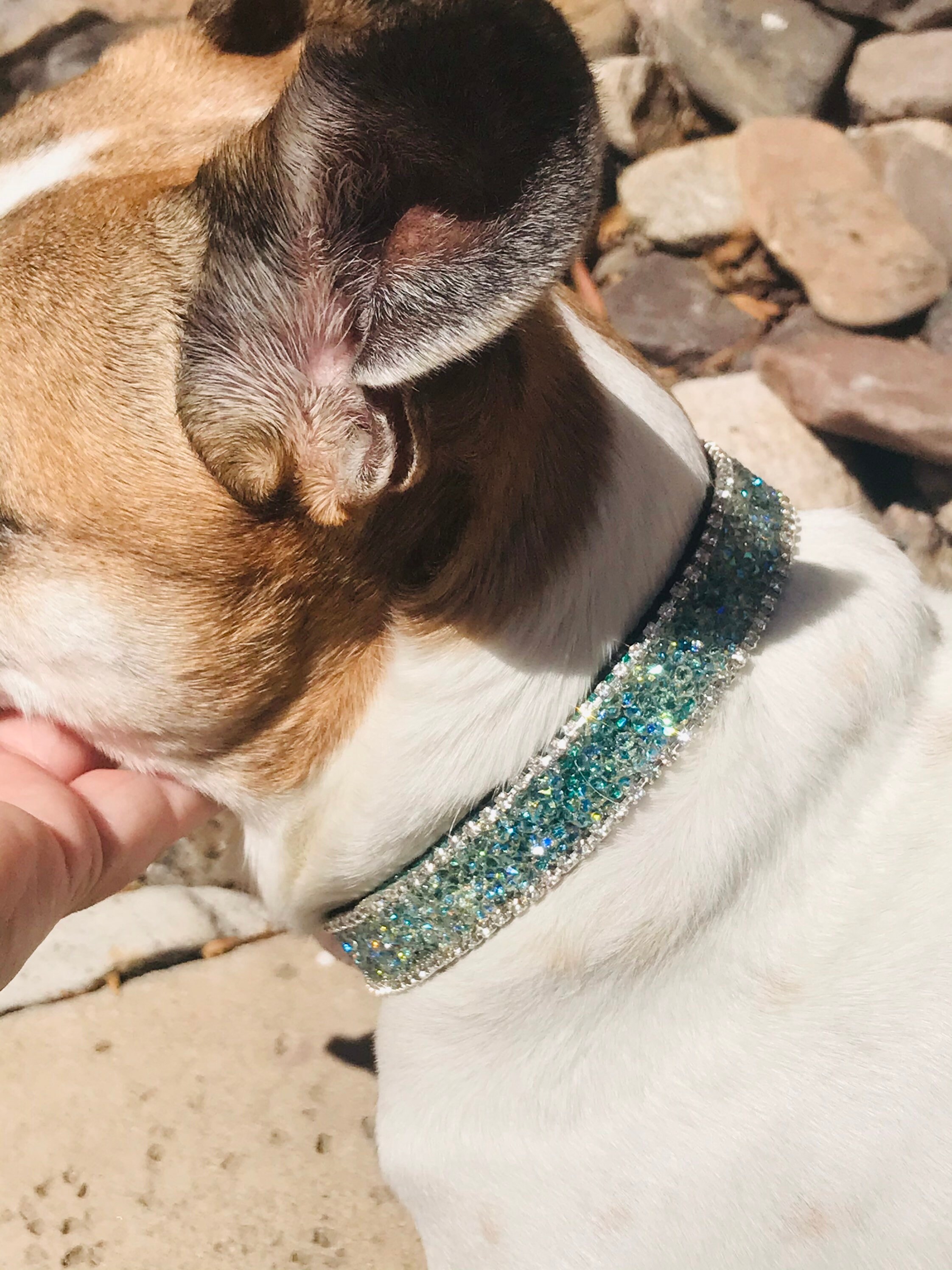 Emerald Elegant Aurora Borealis Crystal Rhinestone Dog or Cat Collar 3/ ...