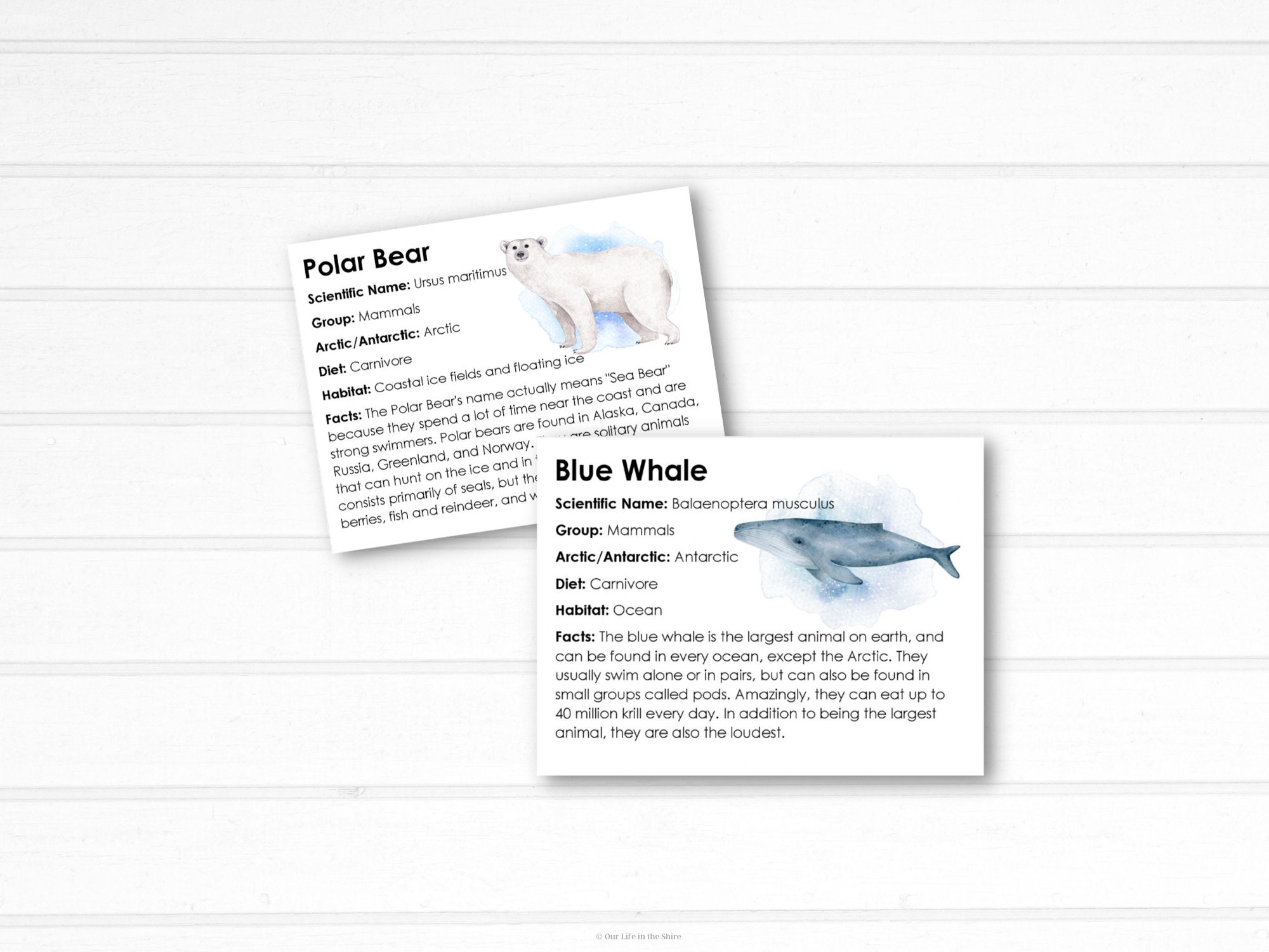 Polar Animals Research Journal and Fact Cards Science Unity | Etsy