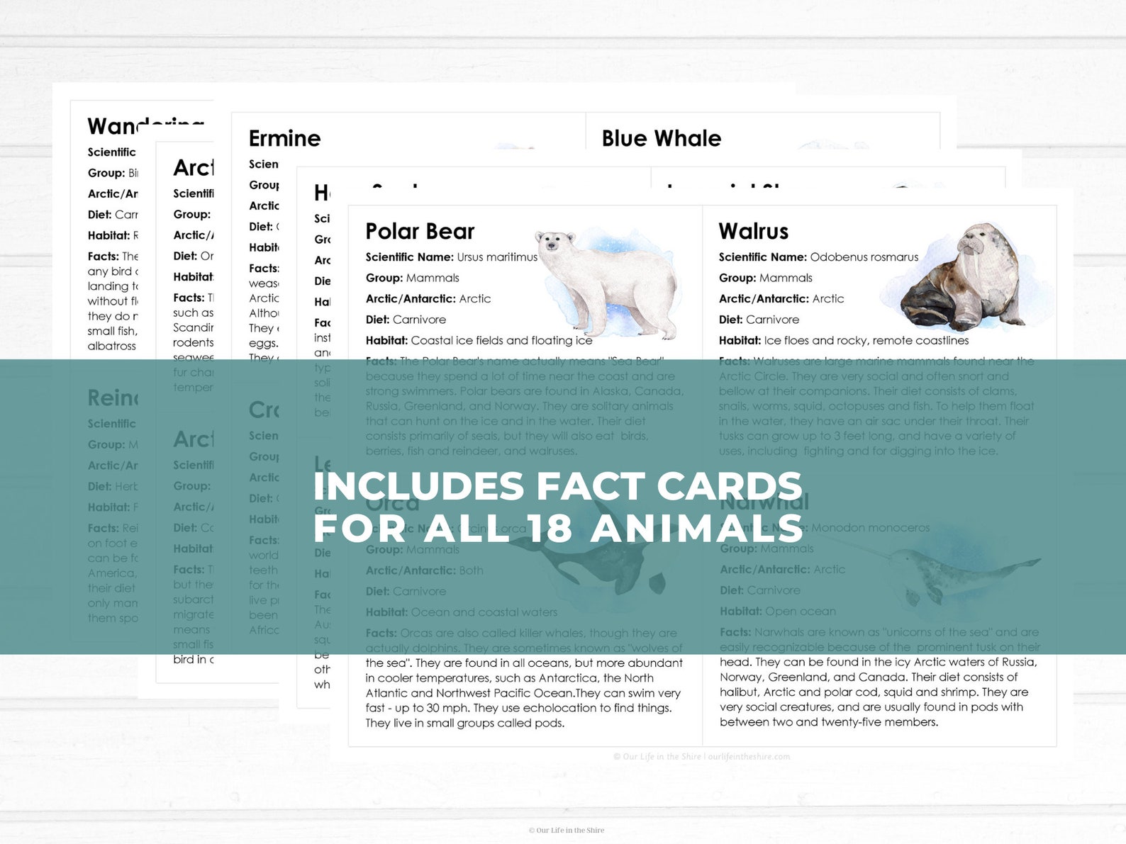 Polar Animals Research Journal and Fact Cards Science Unity - Etsy