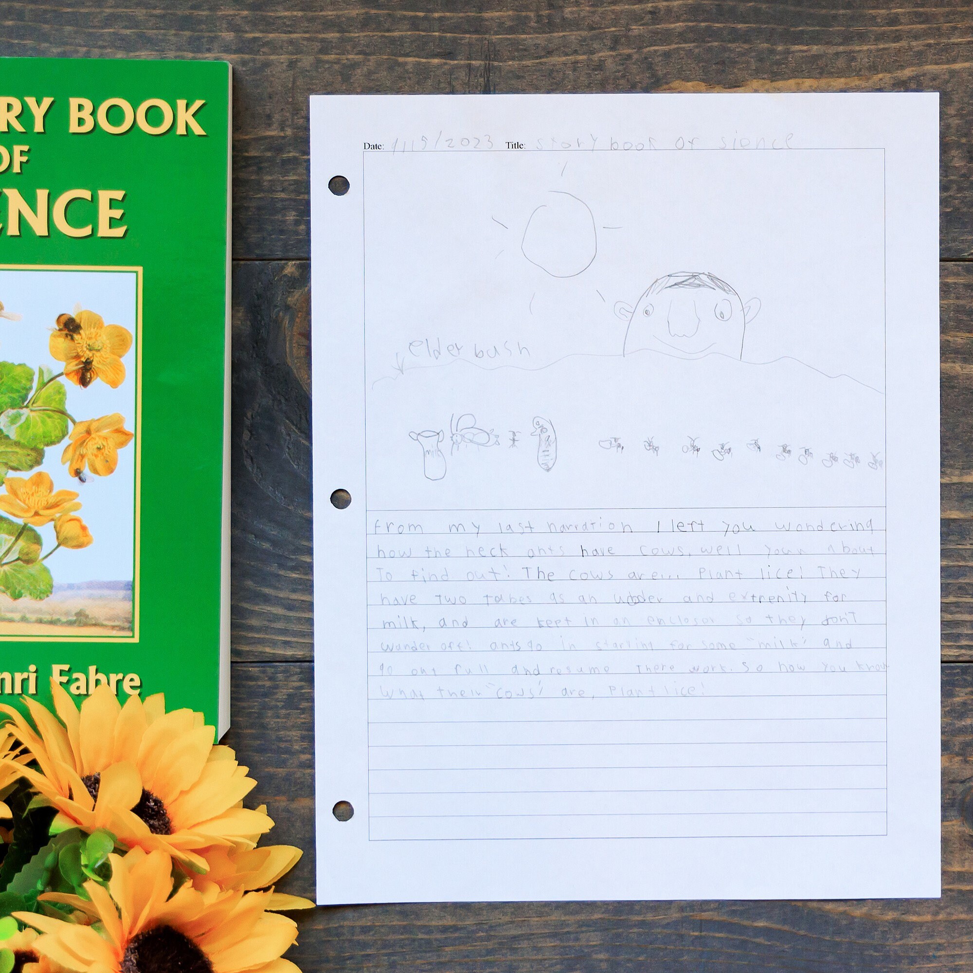 Printable Homeschool Paper, Lined School Paper, Draw and Write ...