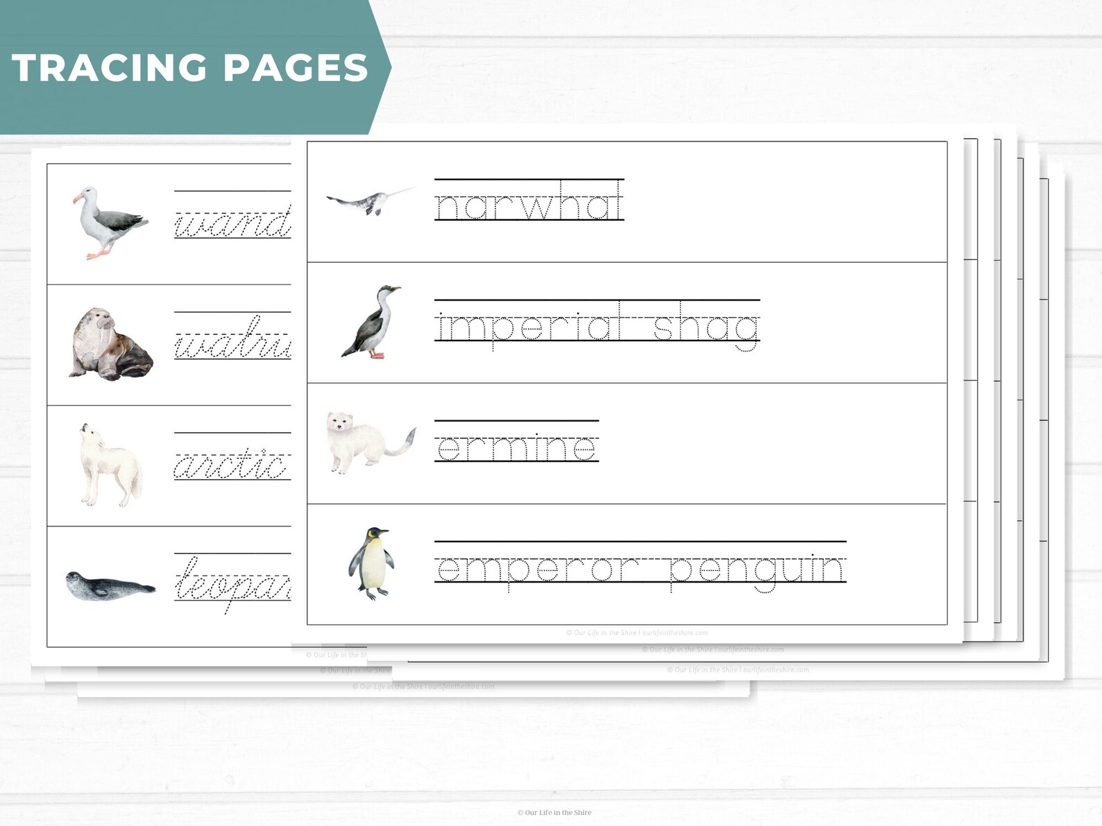 Polar Animals Early Learning Activities Kindergarten - Etsy