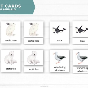 Polar Animals Early Learning Activities, Kindergarten, Homeschool ...