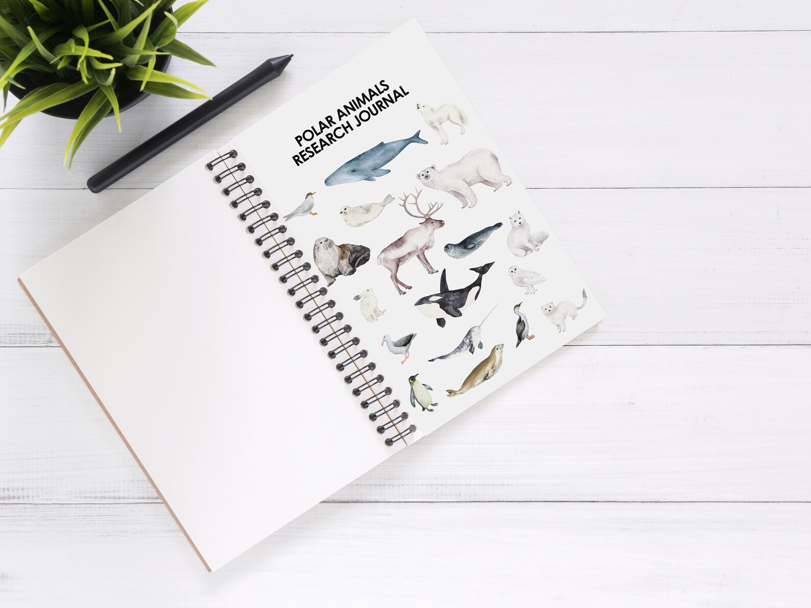 Polar Animals Research Journal and Fact Cards Science Unity - Etsy