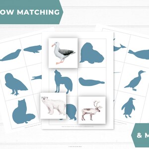 Polar Animals Early Learning Activities, Kindergarten, Homeschool ...