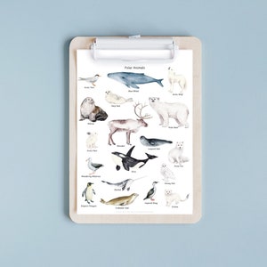 Polar Animals Early Learning Activities, Kindergarten, Homeschool ...