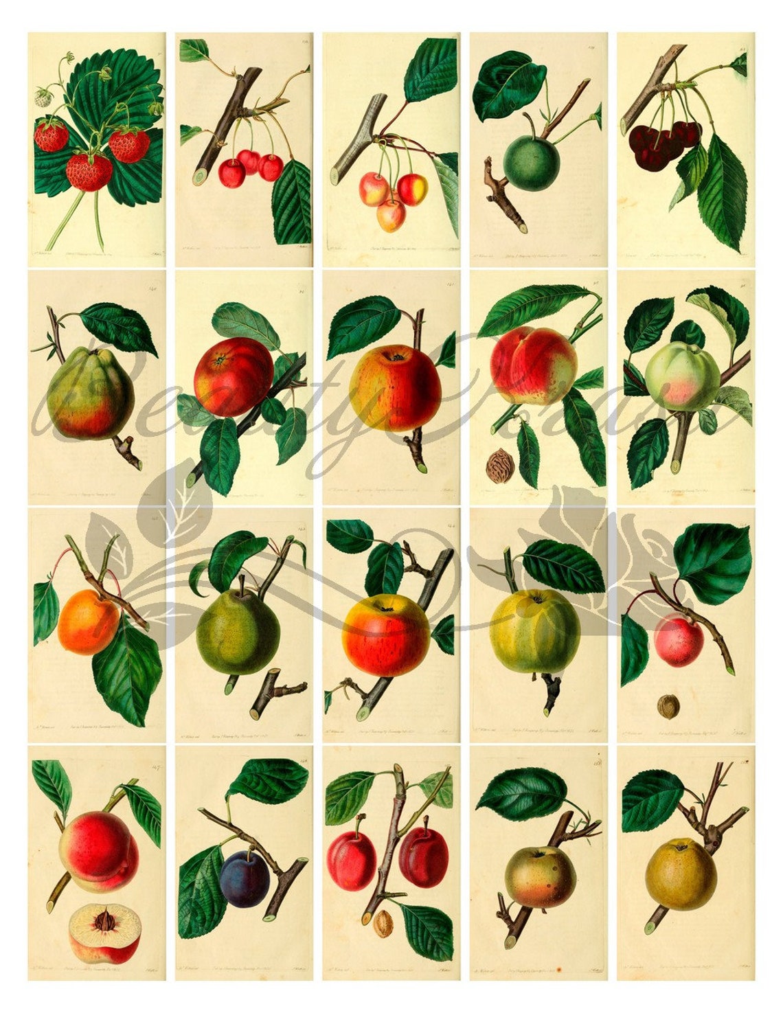 Vintage Fruits illustrationprintable Botanical prints set | Etsy