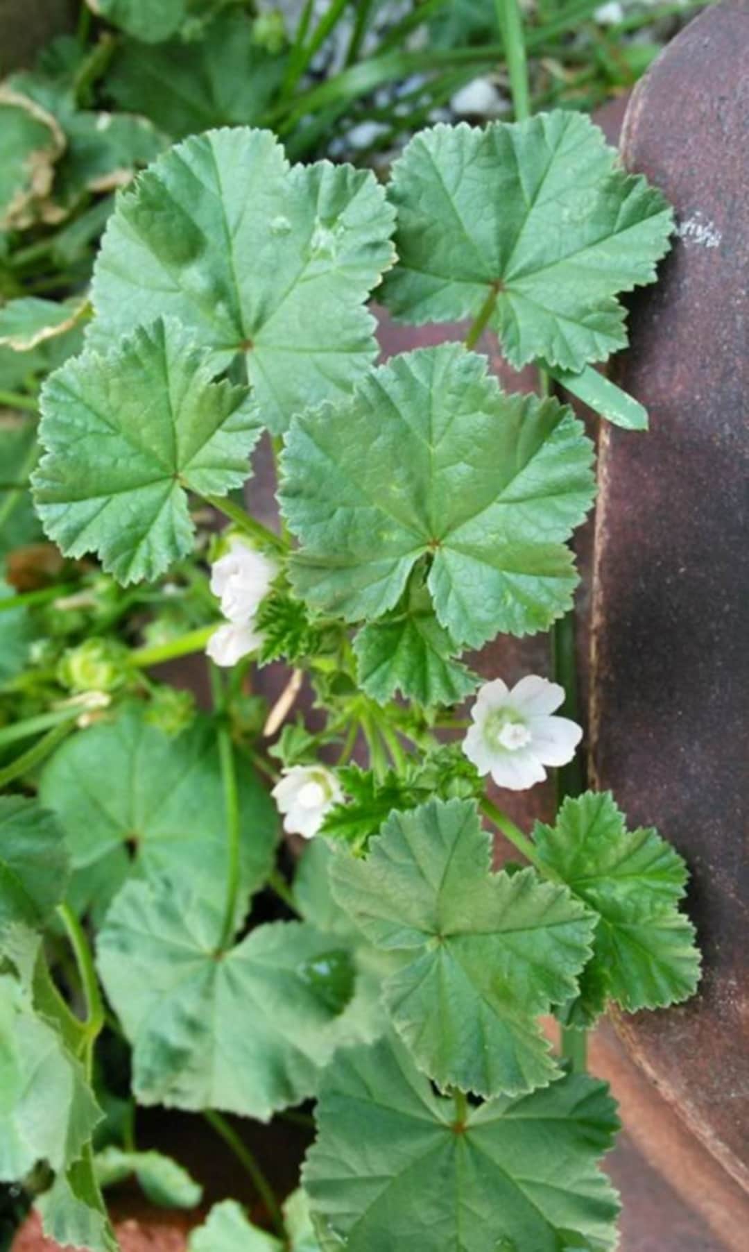 Common Mallow (malva Neglecta) Seeds - 50 Count - Etsy