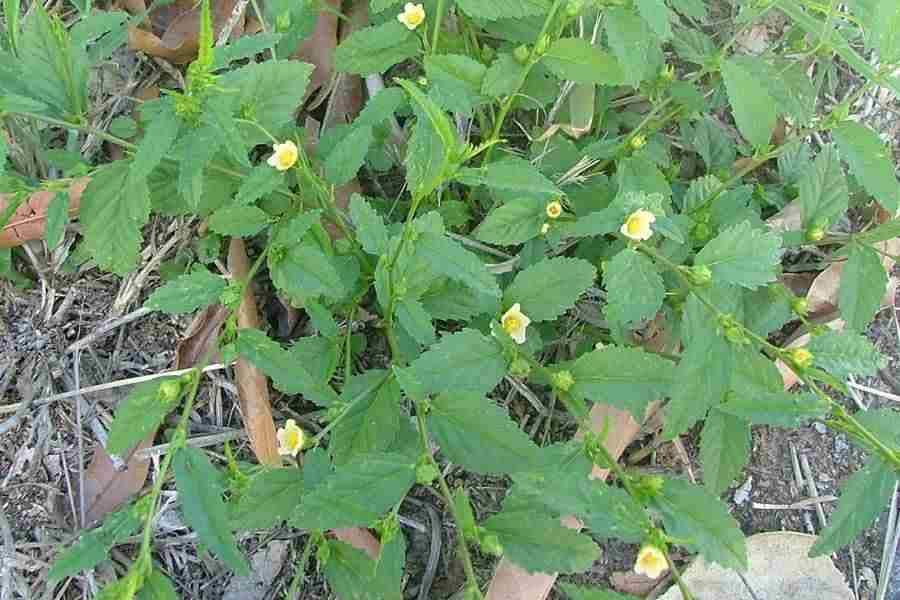 Sida Acuta wireweed Seeds 40 Count - Etsy