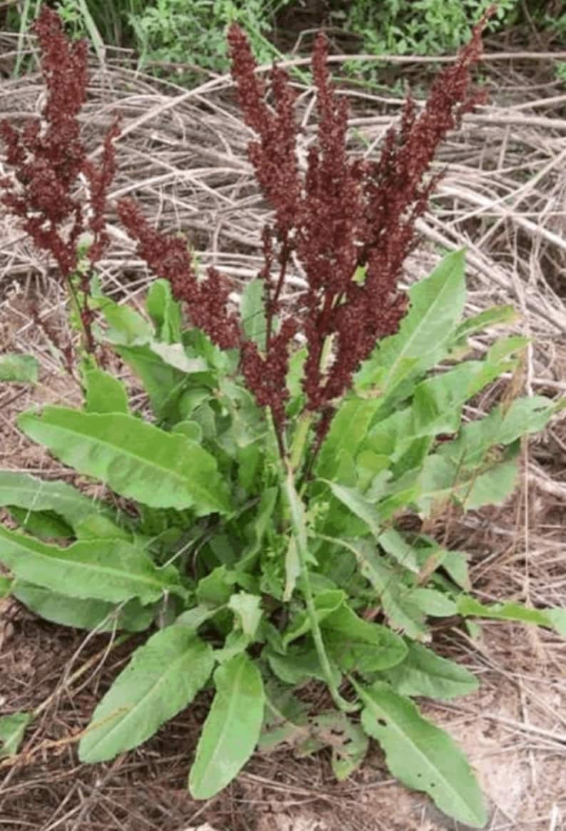 Curly Dock/yellow Dock rumex Crispus Seeds 100 Count - Etsy