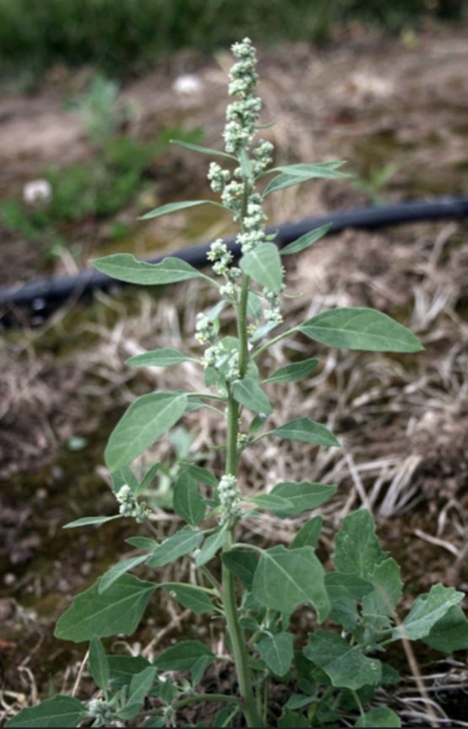 Lamb's Quarters Wild Spinach Seeds 50 Count - Etsy