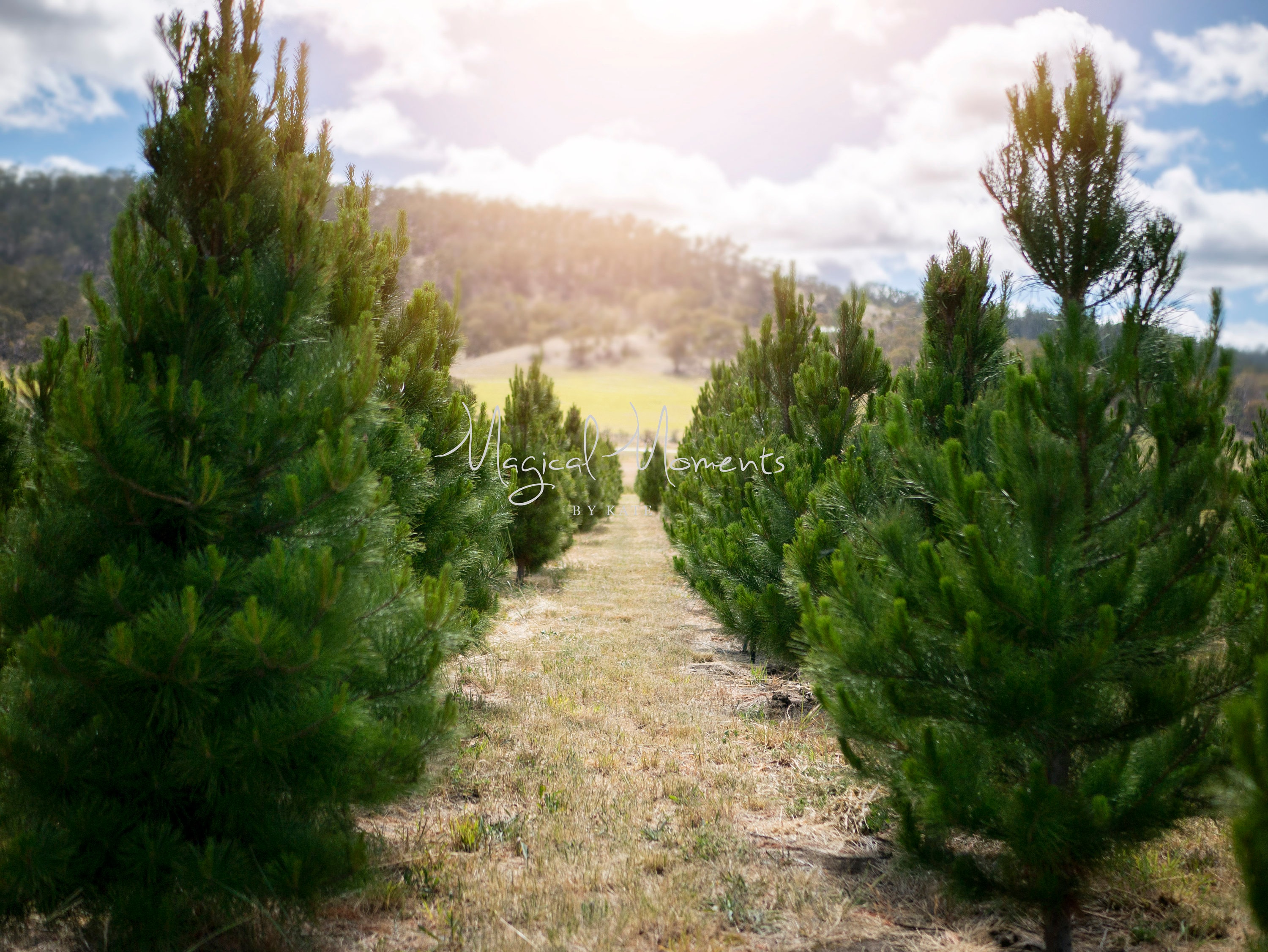Theatre Backdrops Pine